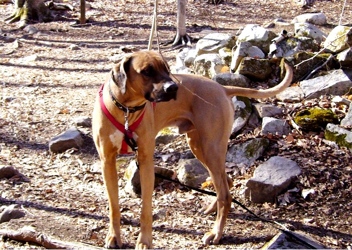 98 lbs of dog at PetSmart - Positively | Victoria Stilwell | Forum